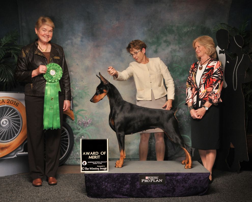 About Us – Cambria Dobermans